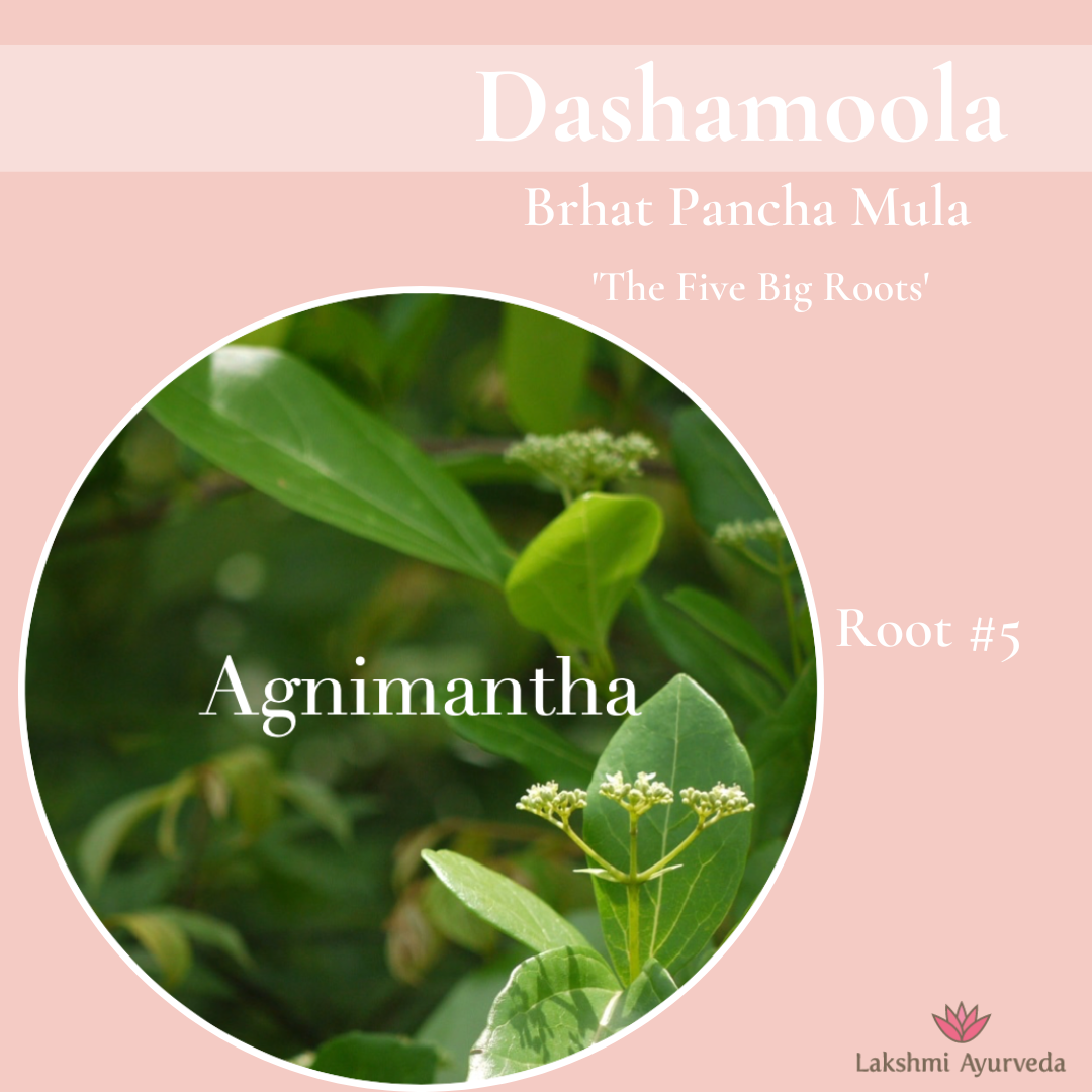 Dashamoola दशमूल - Lakshmi Ayurveda