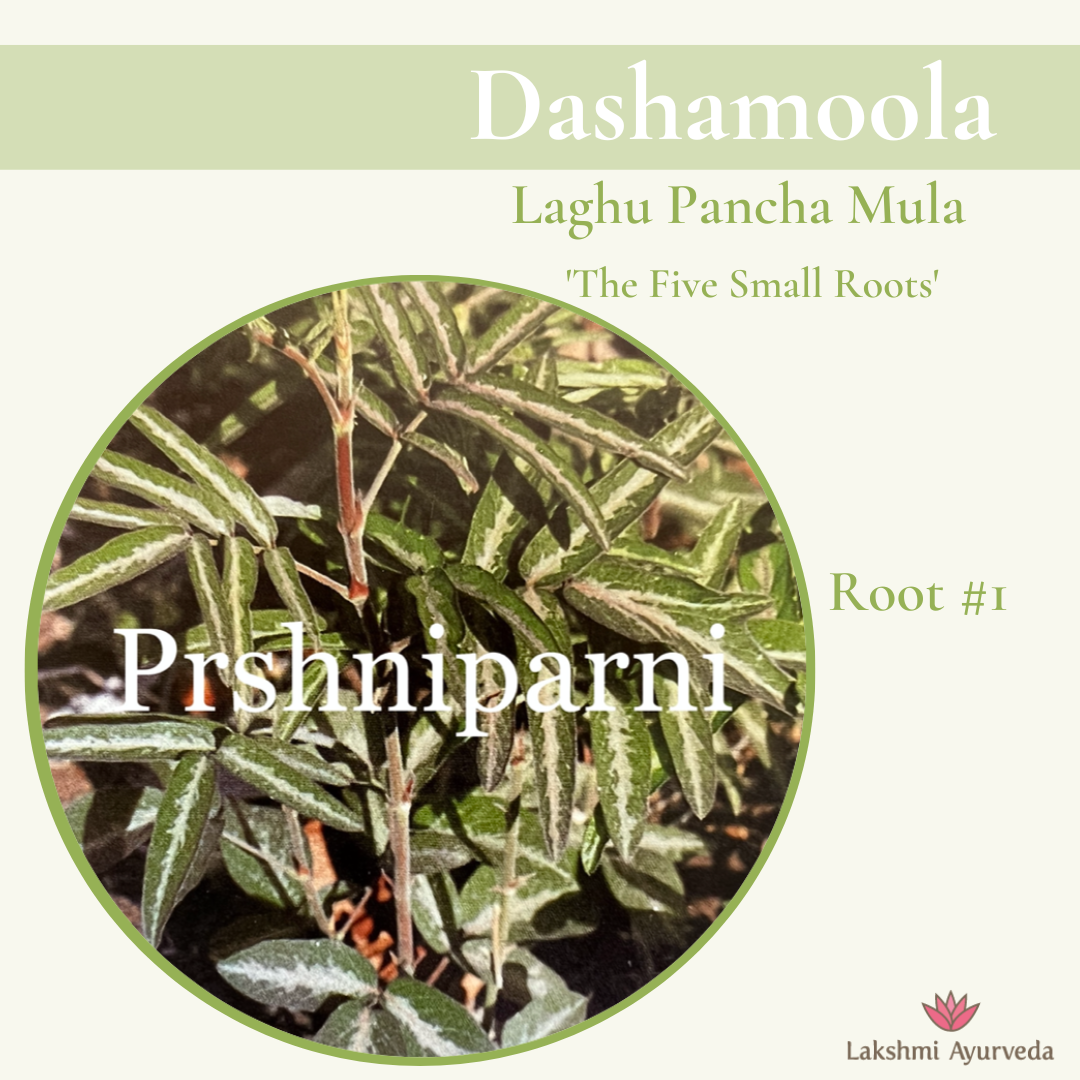 Dashamoola दशमूल continued - Lakshmi Ayurveda